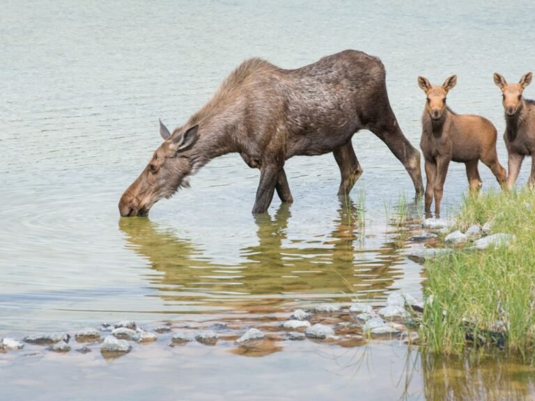 Are Moose Endangered - Are moose protected species - Zooologist