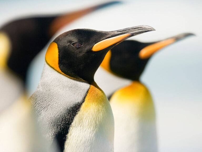 Adaptations of a Penguin - Behavioral, Structural & Physiological ...