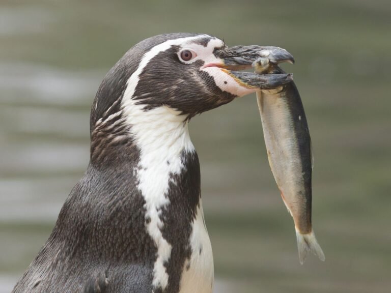 Adaptations of a Penguin - Behavioral, Structural & Physiological ...