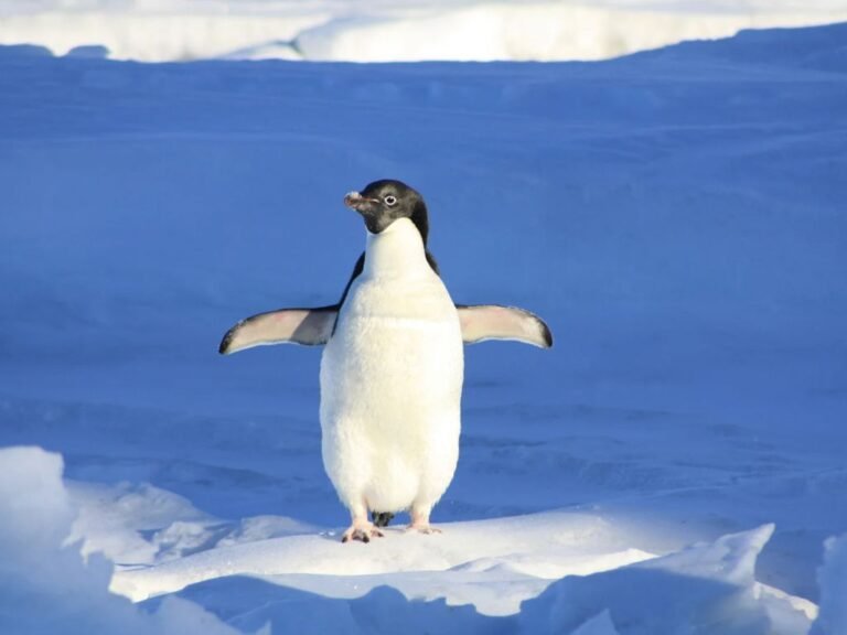 Adaptations of a Penguin - Behavioral, Structural & Physiological ...