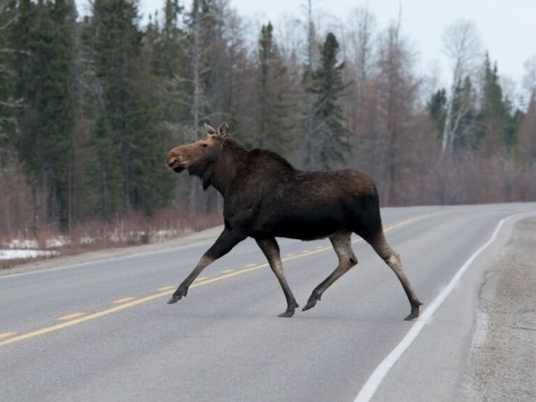 Are Moose Endangered - Are moose protected species - Zooologist