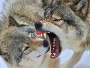 Adaptations Of A Wolf - Behavioral, Structural & Physiological - Zooologist