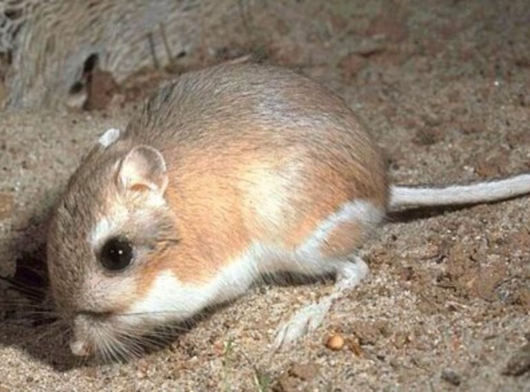 Adaptations of a Kangaroo Rat: Behavioral, Physiological, and ...