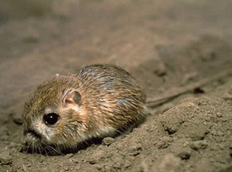 Adaptations of a Kangaroo Rat: Behavioral, Physiological, and ...