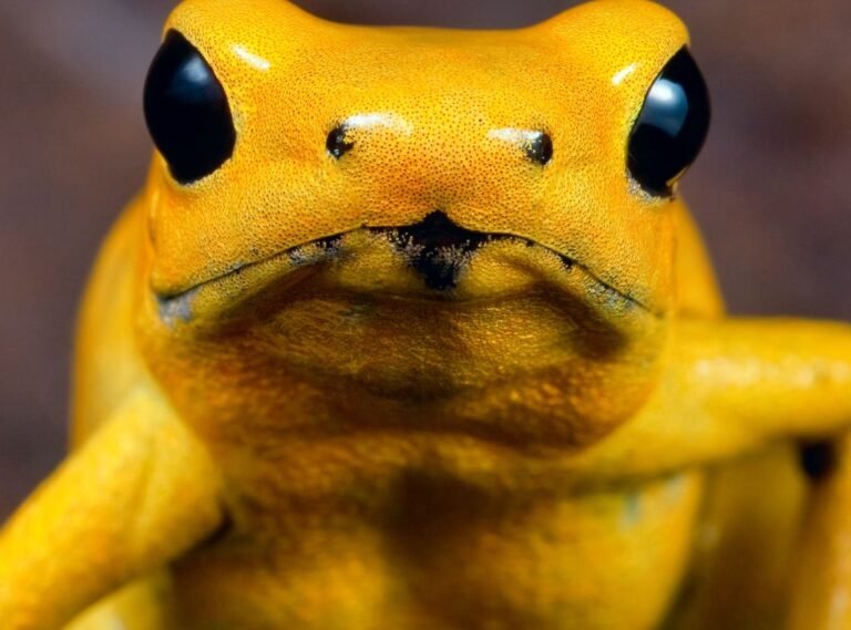 Poison Dart Frog Adaptations : Physiological, Behavioral, and ...