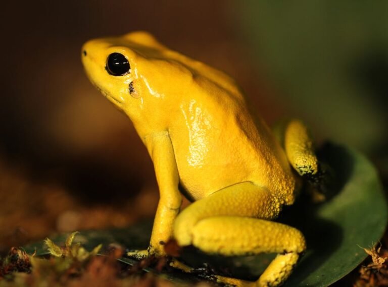 Poison Dart Frog Adaptations : Physiological, Behavioral, and ...