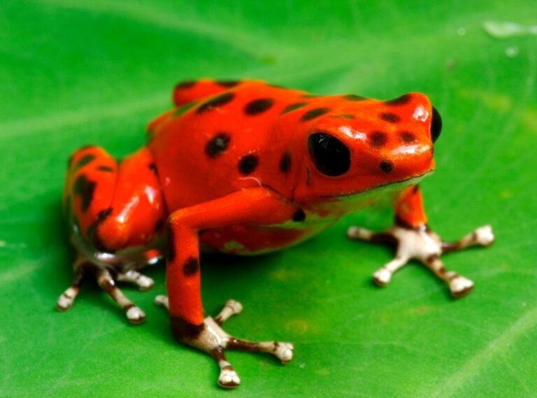 Poison Dart Frog Adaptations : Physiological, Behavioral, and ...