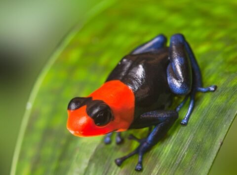 Poison Dart Frog Adaptations : Physiological, Behavioral, and ...