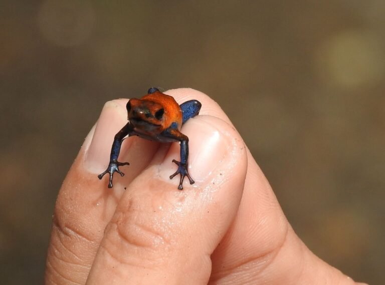 Poison Dart Frog Adaptations : Physiological, Behavioral, and ...