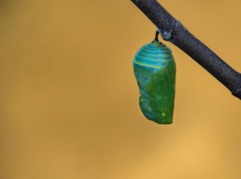 The Life Cycle of a Butterfly - Egg Stage, Larva Stage, Pupa Stage ...