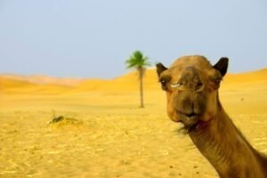 Adaptations Of A Camel - Behavioral, Structural & Physiological ...