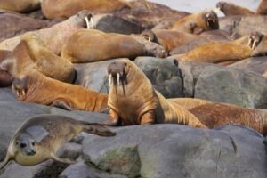 What Do Walruses Eat - Walrus Diet - Zooologist