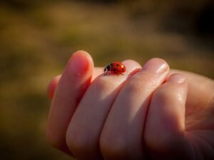 What Do Ladybugs Eat - A Comprehensive Guide to Ladybug Diet - Zooologist