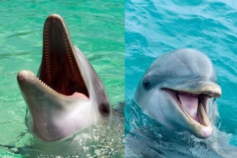 Adaptations Of Dolphins - Behavioral, Structural & Physiological ...