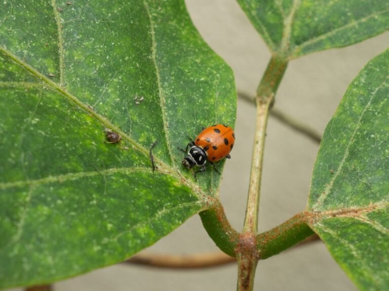 What Do Ladybugs Eat - A Comprehensive Guide to Ladybug Diet - Zooologist