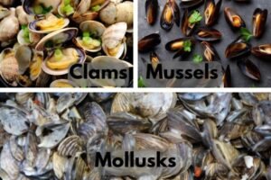 What Do Walruses Eat - Walrus Diet - Zooologist