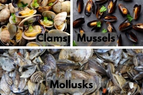 What Do Walruses Eat - Walrus Diet - Zooologist