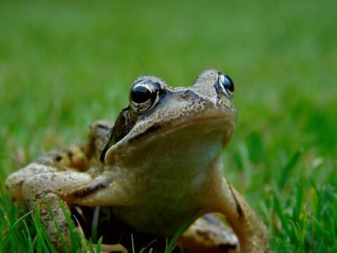 The Life Cycle of a Frog: A Fascinating Journey from Egg to Adult ...