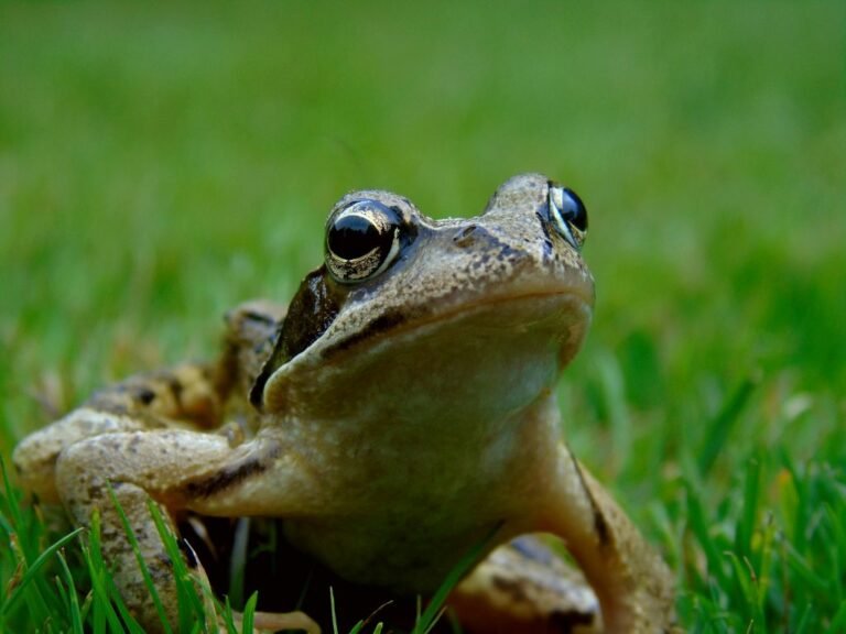 The Life Cycle of a Frog: A Fascinating Journey from Egg to Adult ...