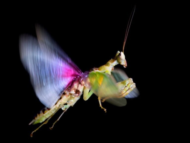 How Strong Is A Praying Mantis - Unraveling the Secrets of Nature's ...