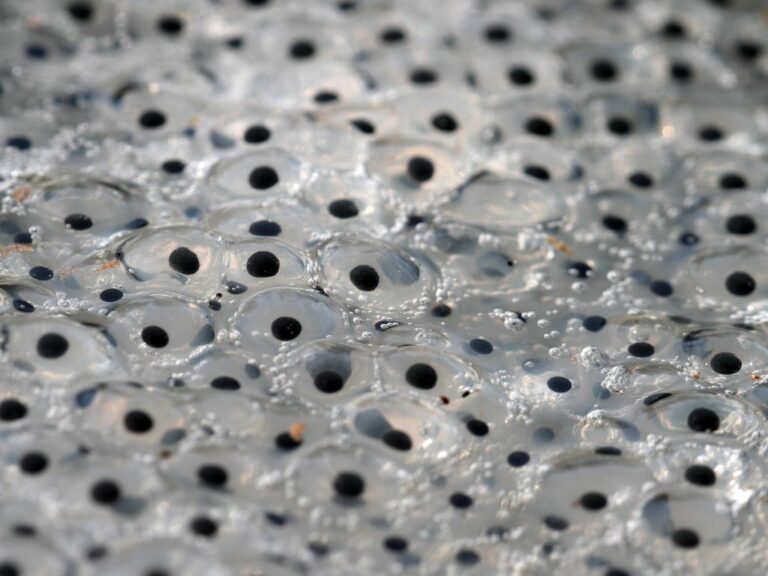 The Life Cycle of a Frog: A Fascinating Journey from Egg to Adult ...