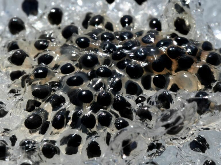 The Life Cycle of a Frog: A Fascinating Journey from Egg to Adult ...