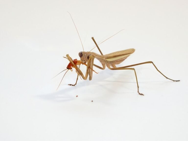 How Strong Is A Praying Mantis - Unraveling the Secrets of Nature's ...