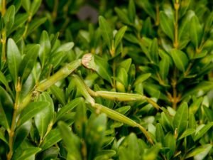 How Strong Is A Praying Mantis - Unraveling the Secrets of Nature's ...