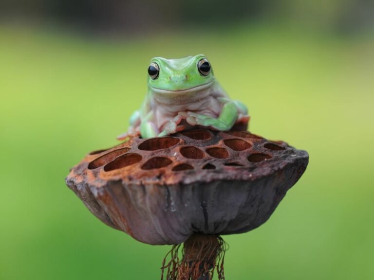 The Life Cycle of a Frog: A Fascinating Journey from Egg to Adult ...