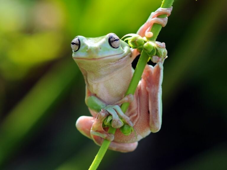 The Life Cycle of a Frog: A Fascinating Journey from Egg to Adult ...
