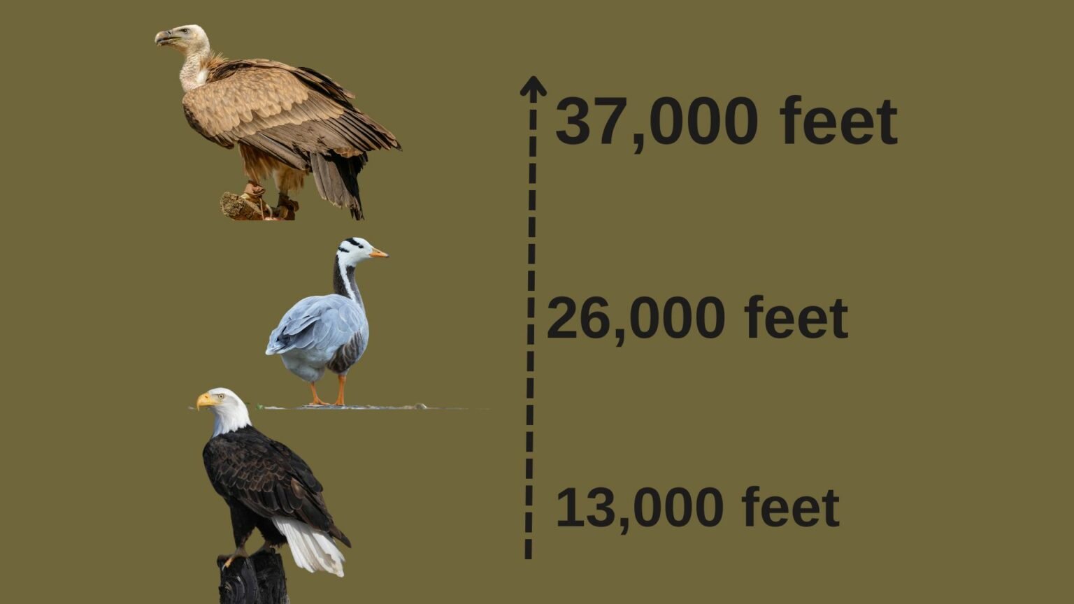 How High Can An Eagle Fly : The Majestic Flight of Eagles - Zooologist