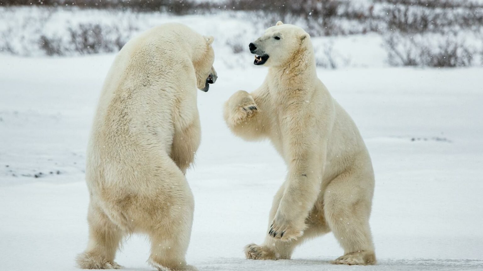 How Strong is a Polar Bear - An In-Depth Look at the Strengths and ...