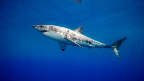 The Great White Shark Adaptations - Behavioral, Structural ...