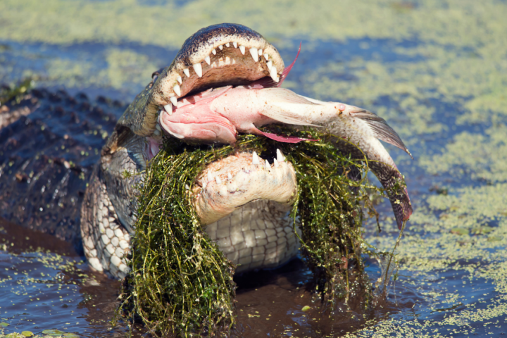 Differences Between Crocodiles and Alligators : Your Ultimate Guide ...