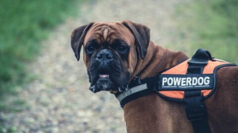 Boxer Dog Breeds: Exploring Their Different Types and Unique Traits ...