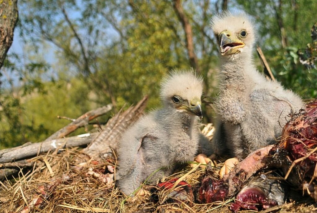 How Big Is the Golden Eagle - Size, Weight, and Wingspan Explored ...