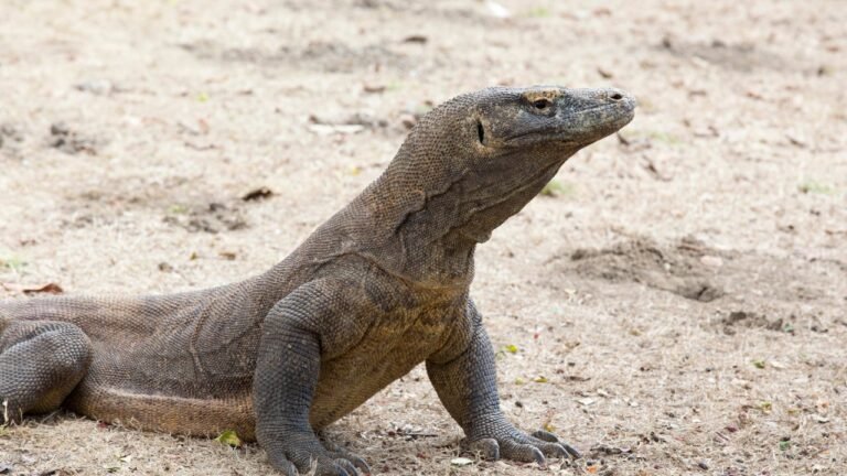 Do Komodo Dragons Eat People? Separating Facts from Fiction - Zooologist