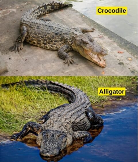 Differences Between Crocodiles and Alligators : Your Ultimate Guide ...