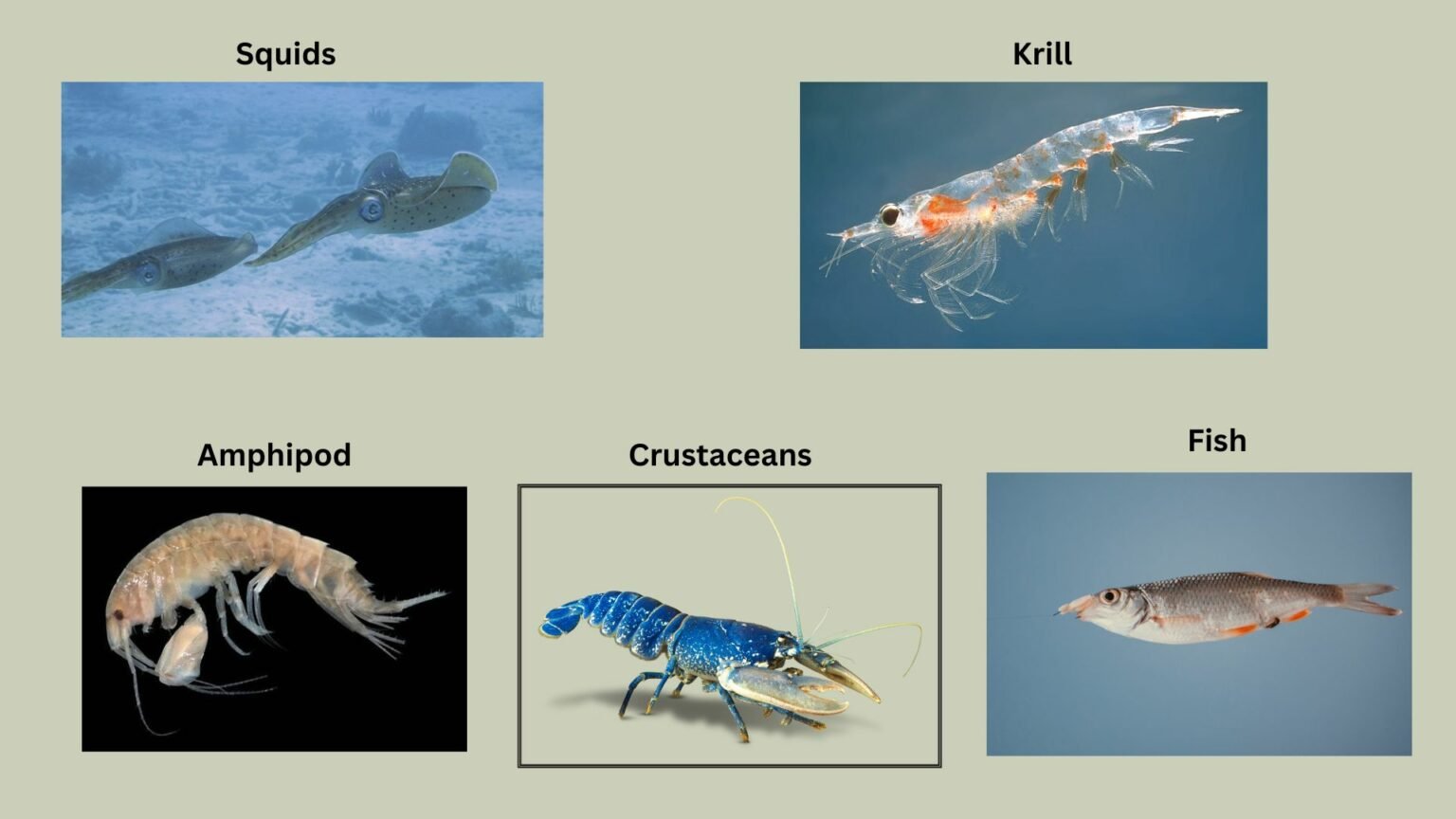 What Do Emperor Penguins Eat - Emperor Penguins Diet - Zooologist