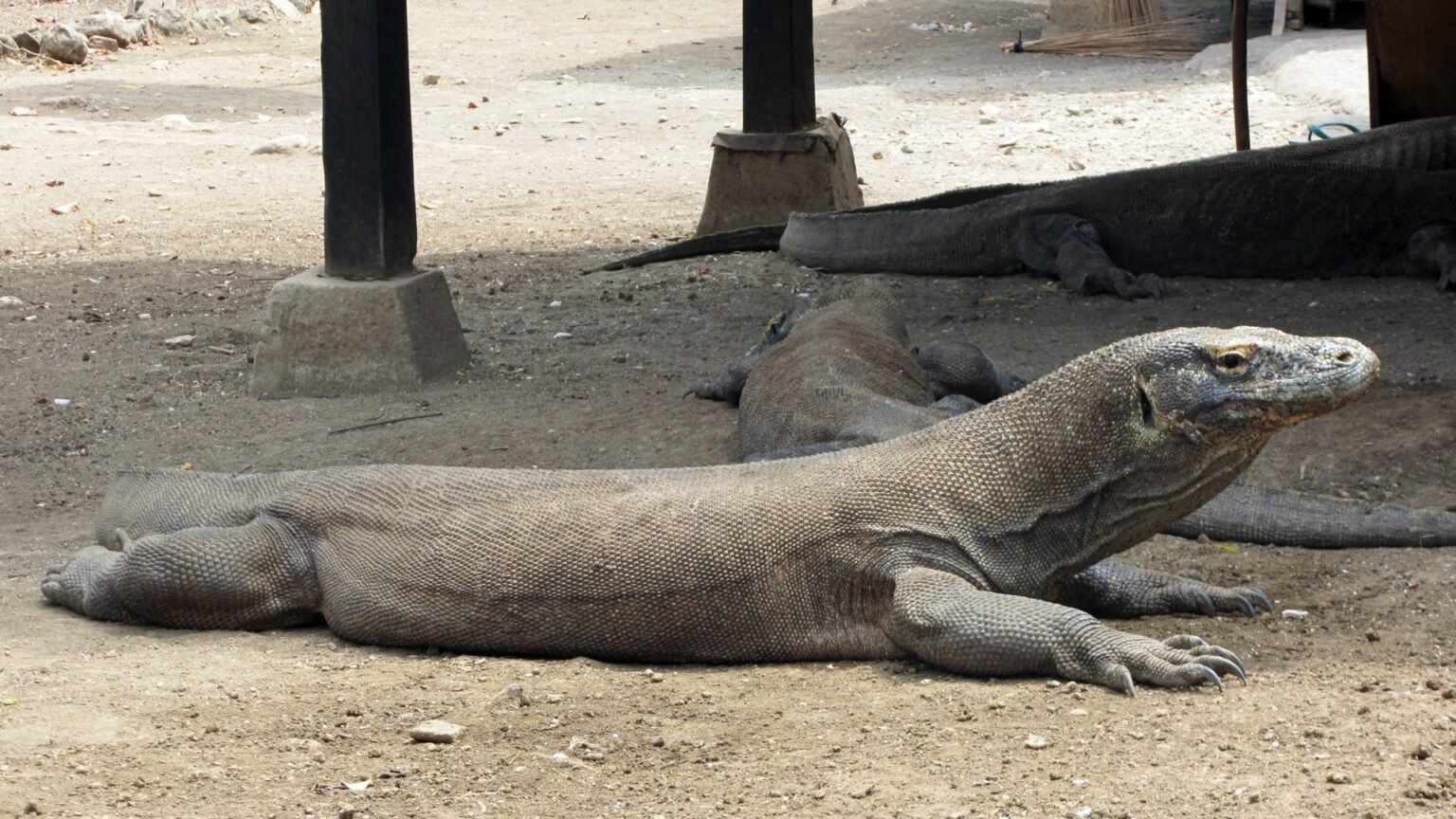 Do Komodo Dragons Eat People? Separating Facts from Fiction - Zooologist