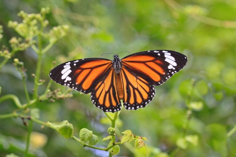How Long Does A Monarch Butterfly Live - Monarch Butterfly Lifespan ...
