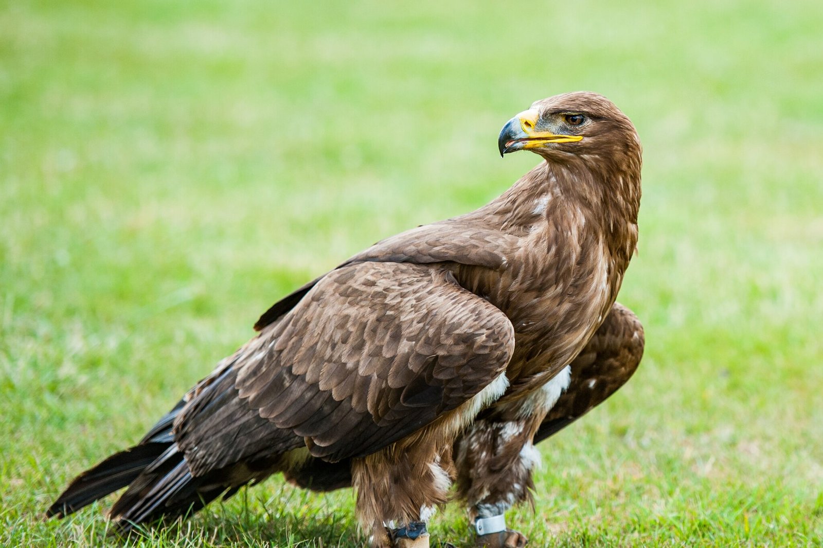 How Big Is the Golden Eagle - Size, Weight, and Wingspan Explored ...