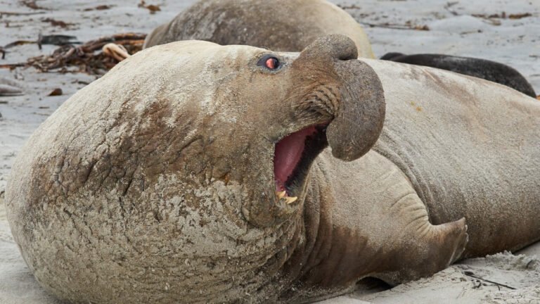 What Do Elephant Seals Eat Elephant Seals Diet Zooologist