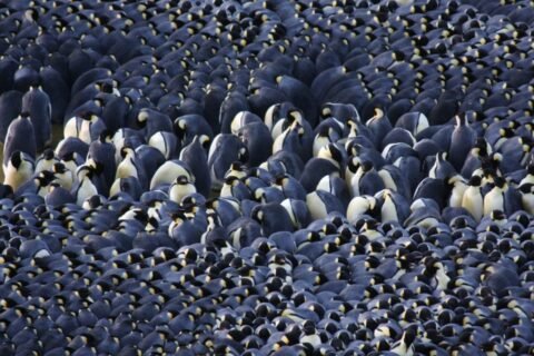 What Do Emperor Penguins Eat - Emperor Penguins Diet - Zooologist