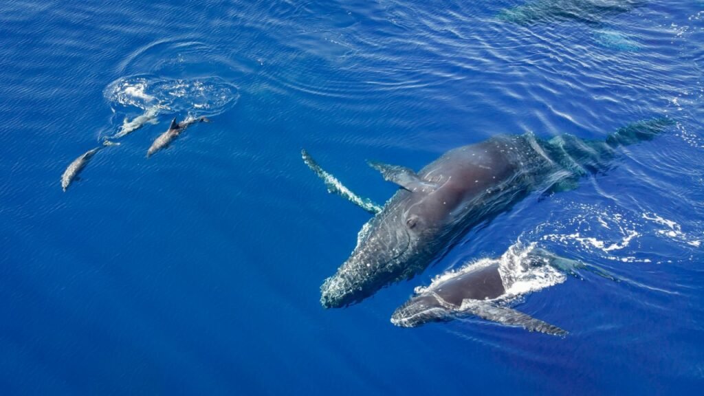 What Eats Humpback Whales? Key Predators Revealed - Zooologist