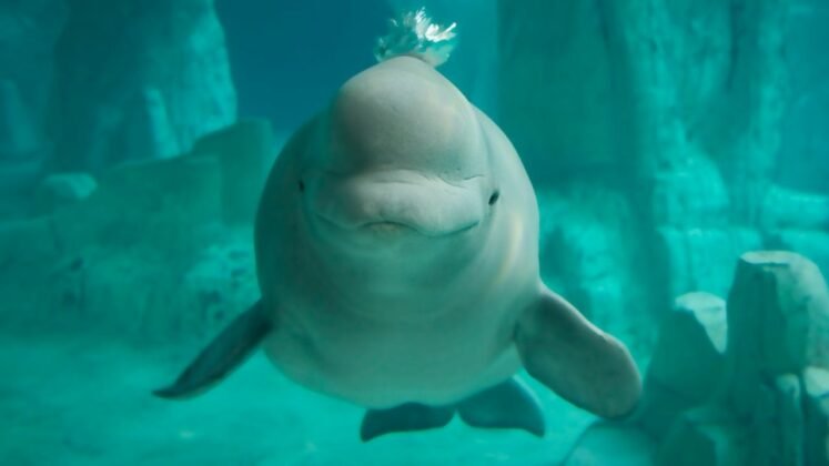 What Do Beluga Whales Look Like? Beluga Whale Appearance - Zooologist