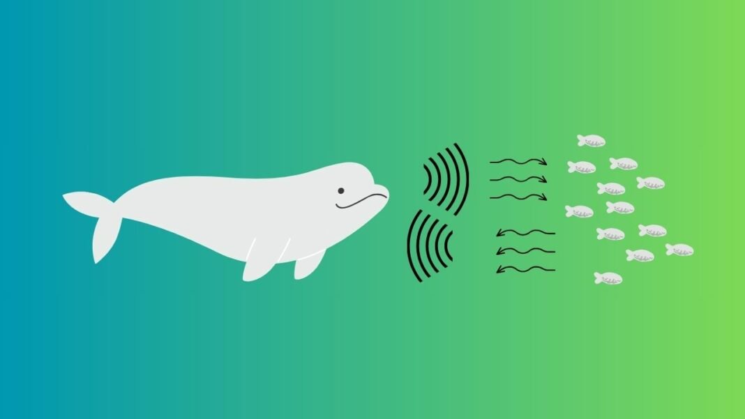 Do Beluga Whales Use Echolocation? Discover the Intriguing World of Sea ...