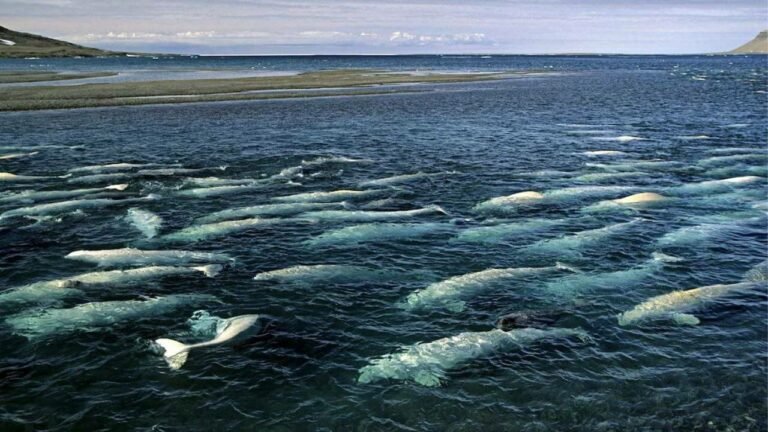 What Do Beluga Whales Look Like? Beluga Whale Appearance - Zooologist