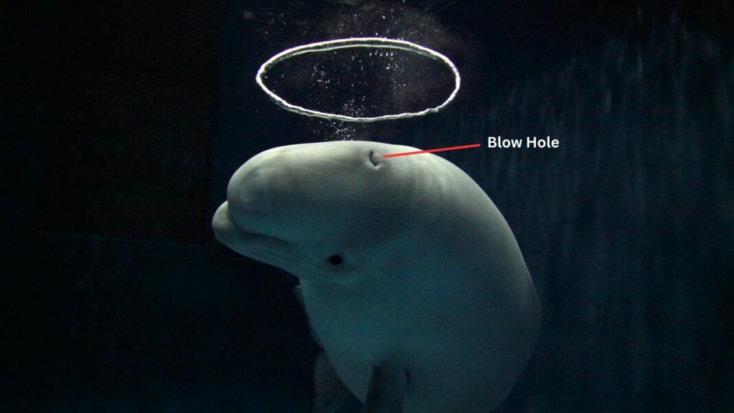 What Do Beluga Whales Look Like? Beluga Whale Appearance - Zooologist