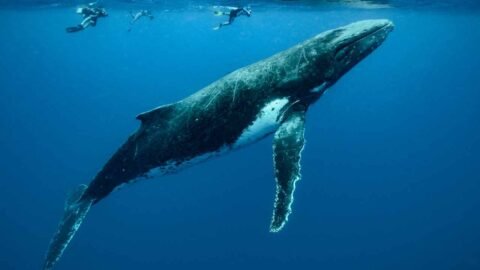 What Eats A Blue Whale? Blue Whale Predators - Zooologist